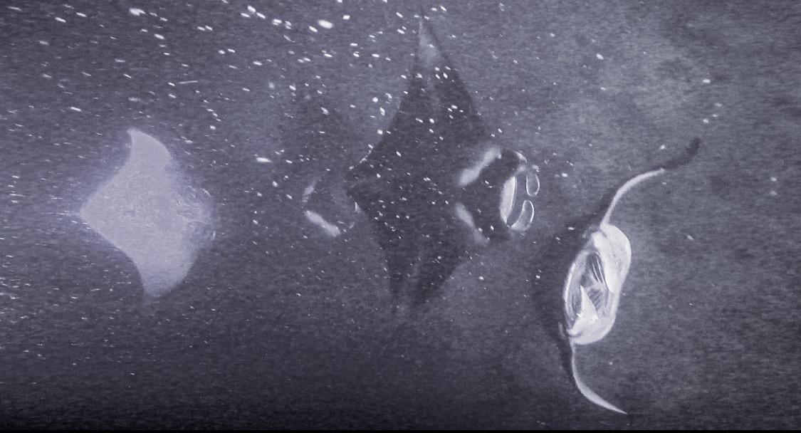 Hawaii’s Greatest Thrill: A Manta Ray Kona Snorkel