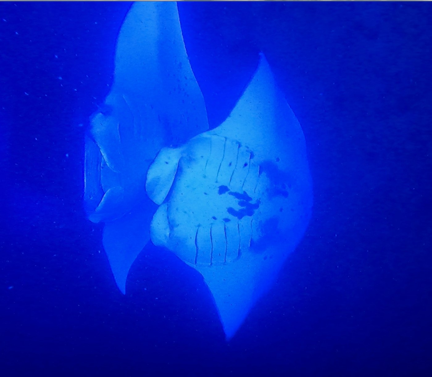 What You Need to Know About Manta Ray Night Snorkeling in Kona